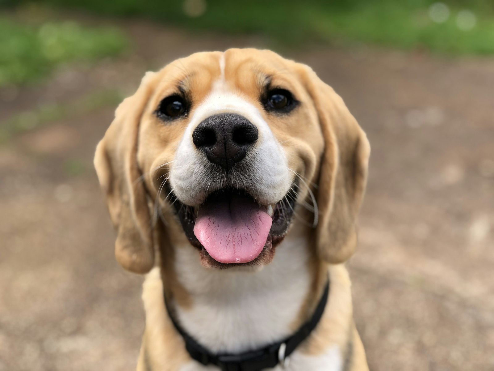 Dog Transportation Service | Safe Ground Transport - GoGoPets